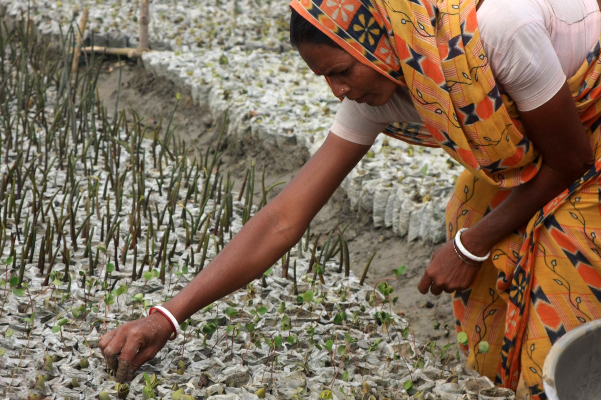 Amphan cyclone, Sundarbans: MANGROVES PLAYED A BIO-SHIELD ROLE ...