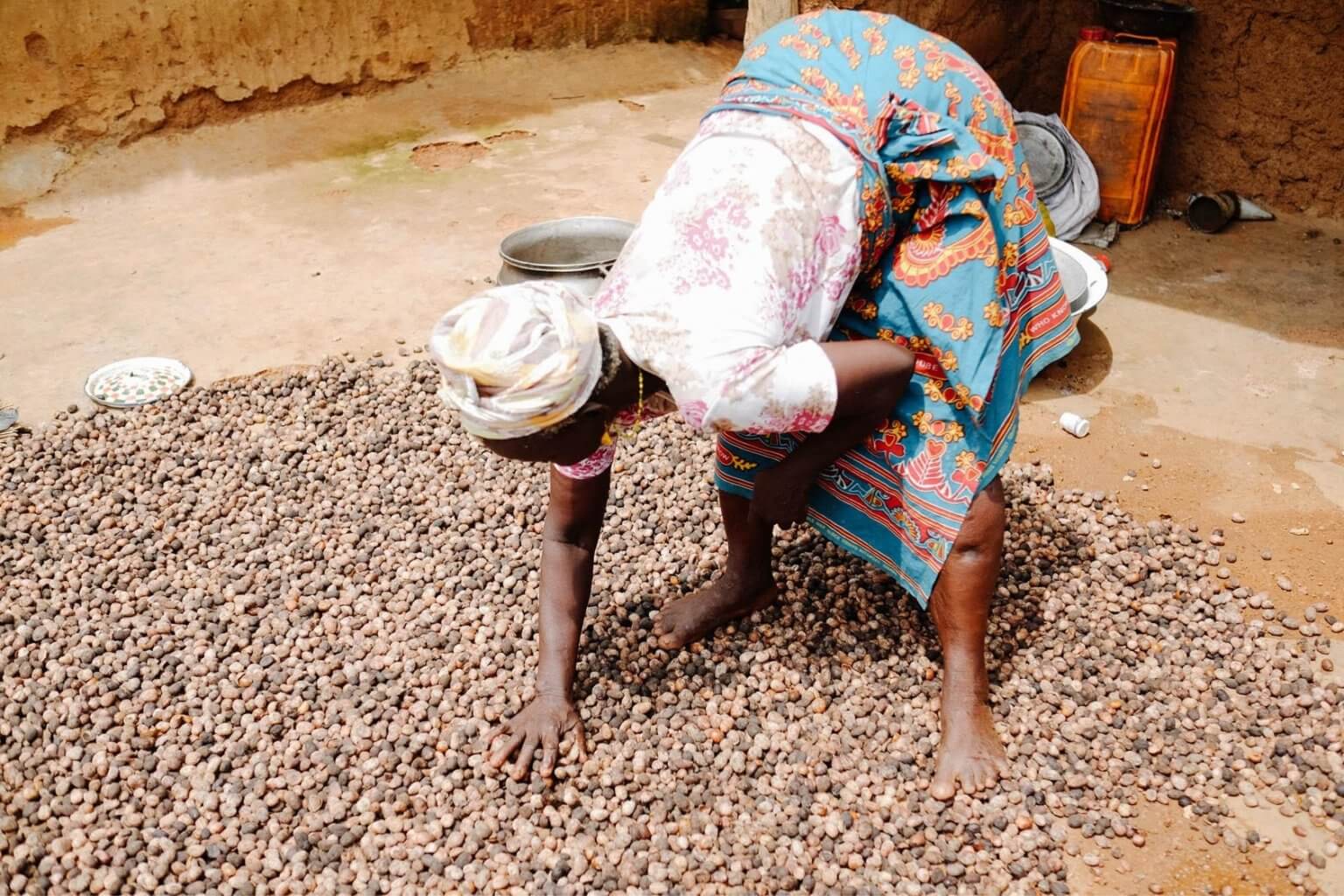 Regenerating the shea butter tree - Livelihoods Funds